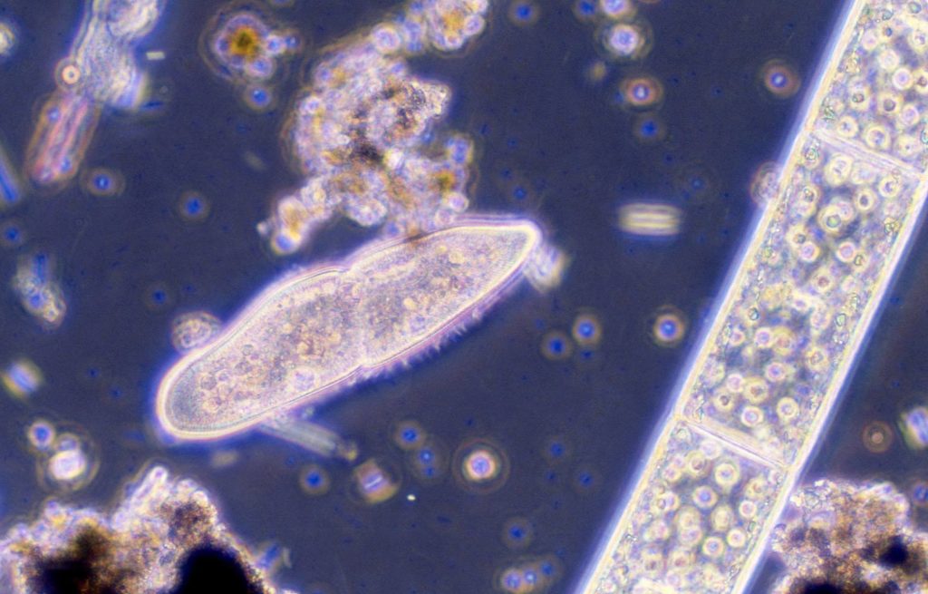 Life Forms – Biomess